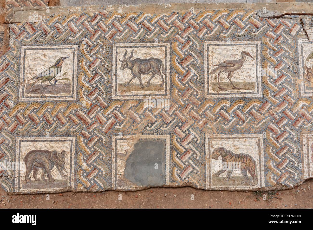 Mosaics at the ancient archaeological ruins of the Phoenician city of ...