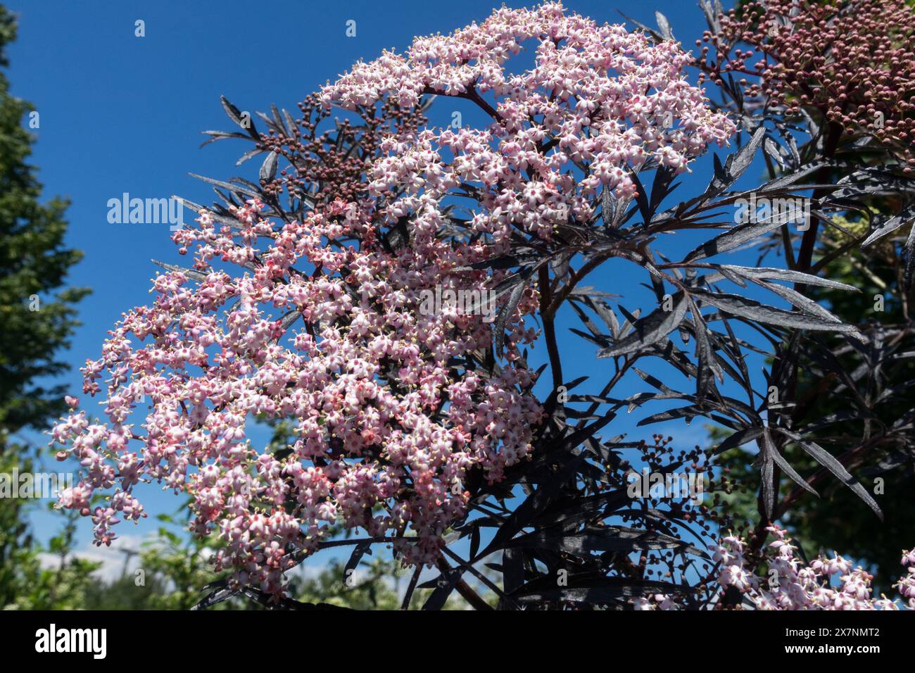 European elder hi-res stock photography and images - Alamy