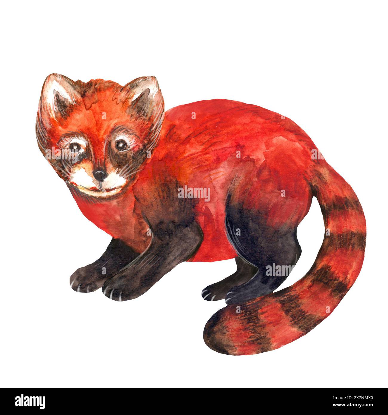 Watercolor hyper-realistic wild animals of Asia - red panda, isolated ...