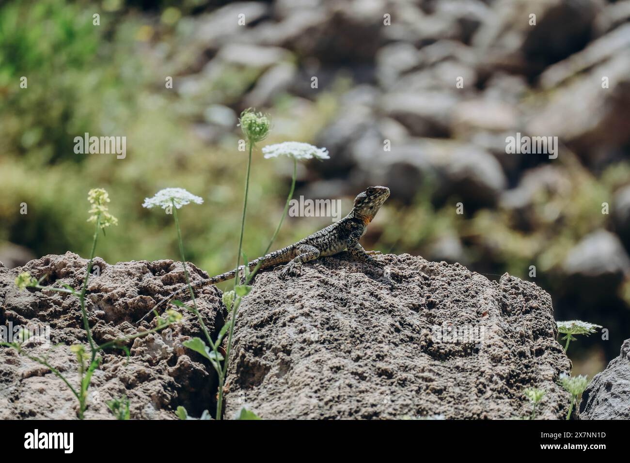 Large lizard on a rock on a sunny day, in Byblos, Lebanon Stock Photo ...