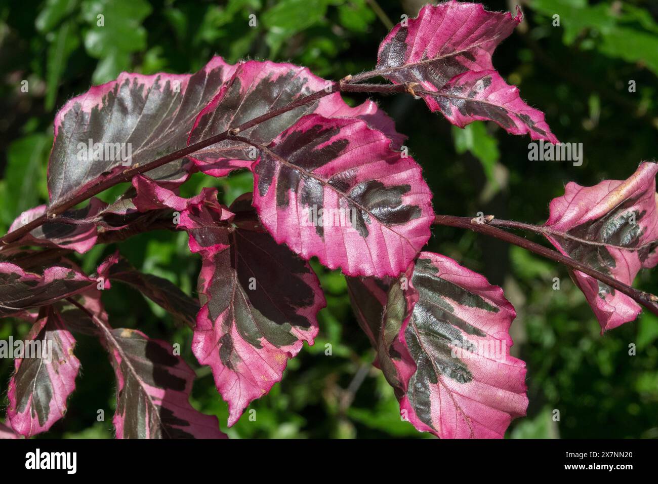 European Beech Leaves Variegated, Fagus sylvatica "Purpurea Tricolor ...