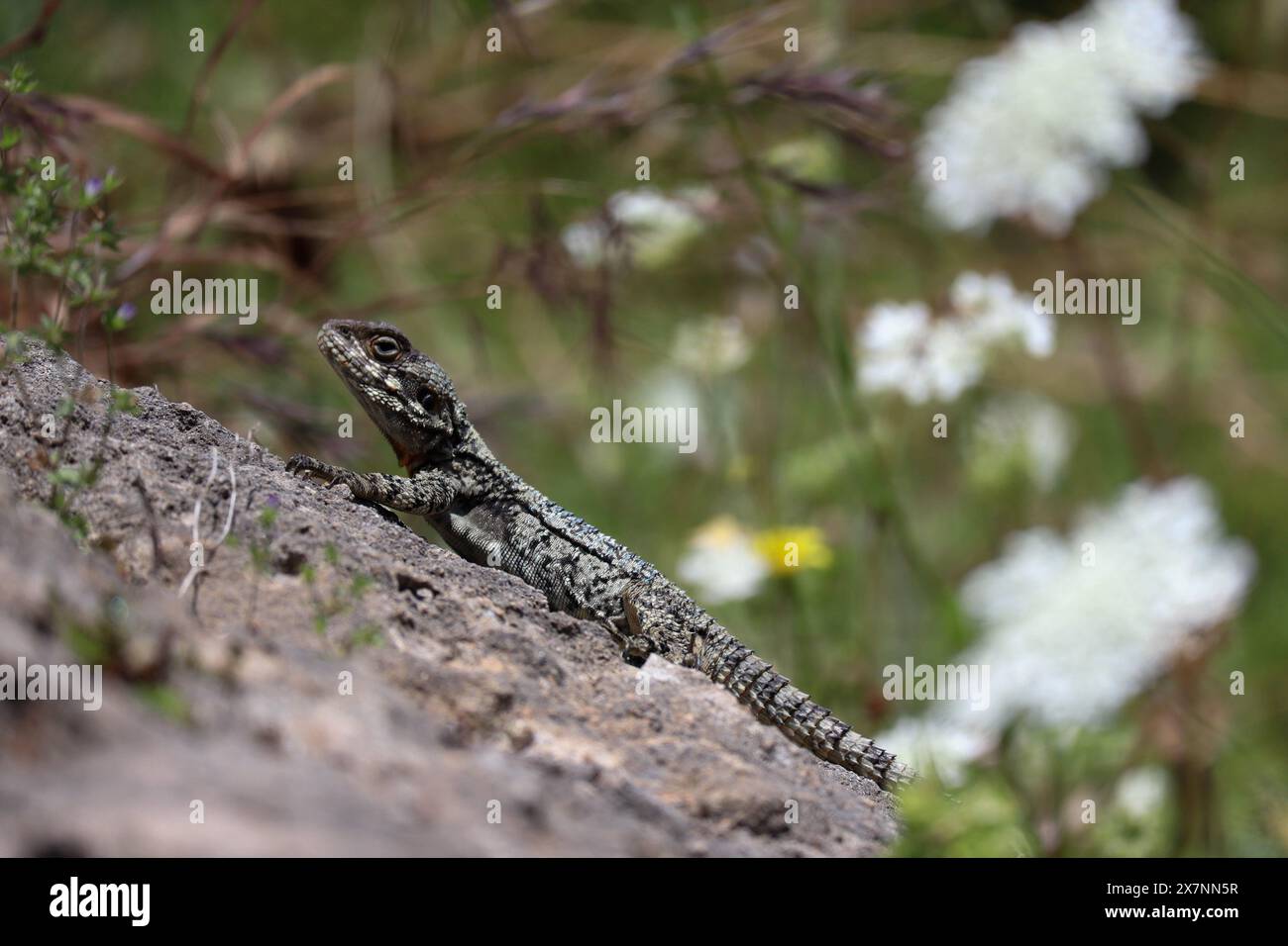 Large european green lizard lacerta hi-res stock photography and images ...