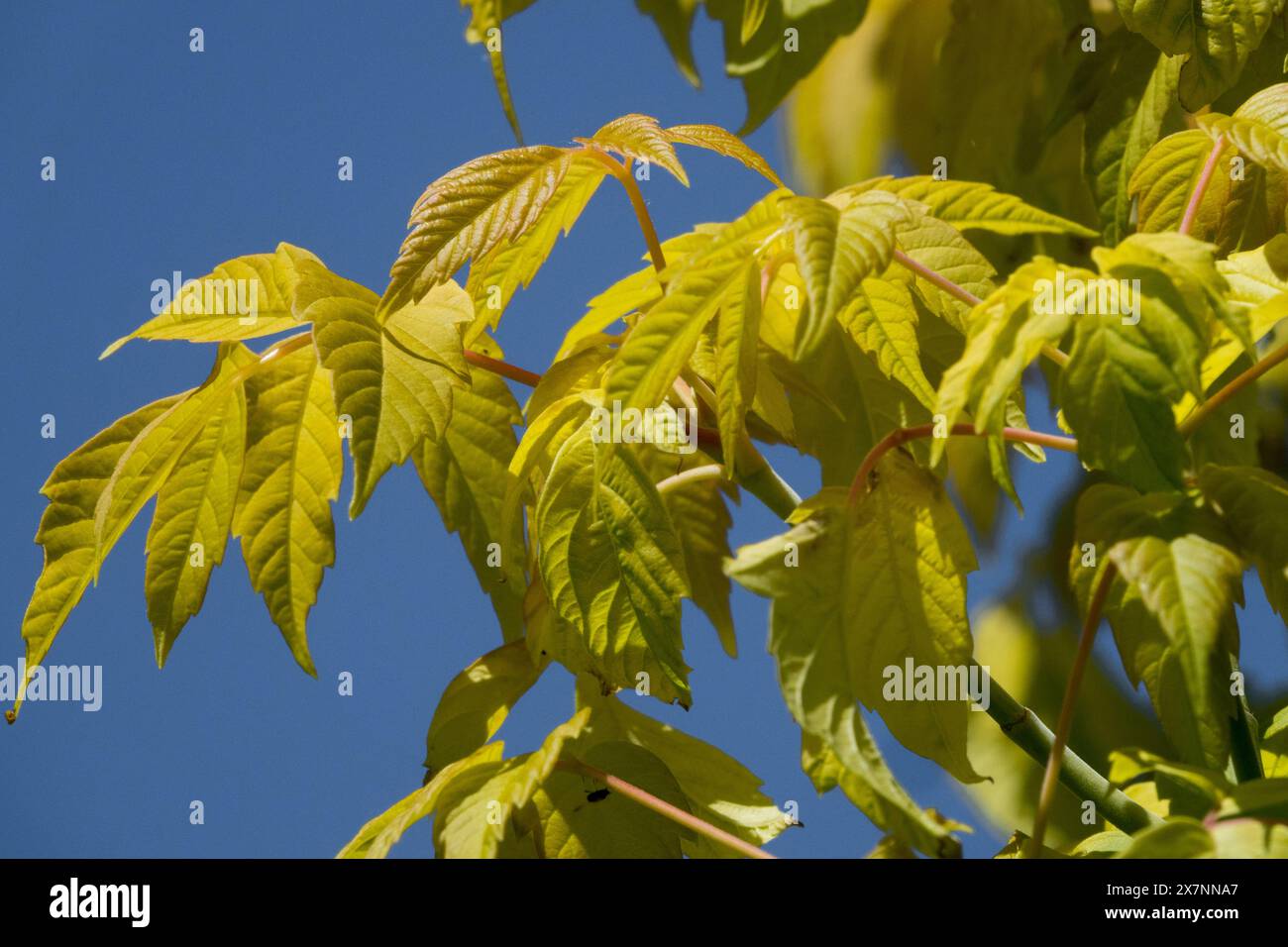Acer negundo ash leaf hi-res stock photography and images - Alamy