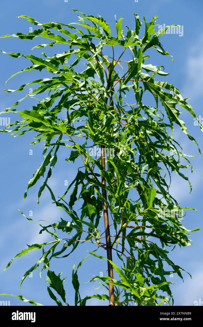 Acer platanoides paldiski hi-res stock photography and images - Alamy