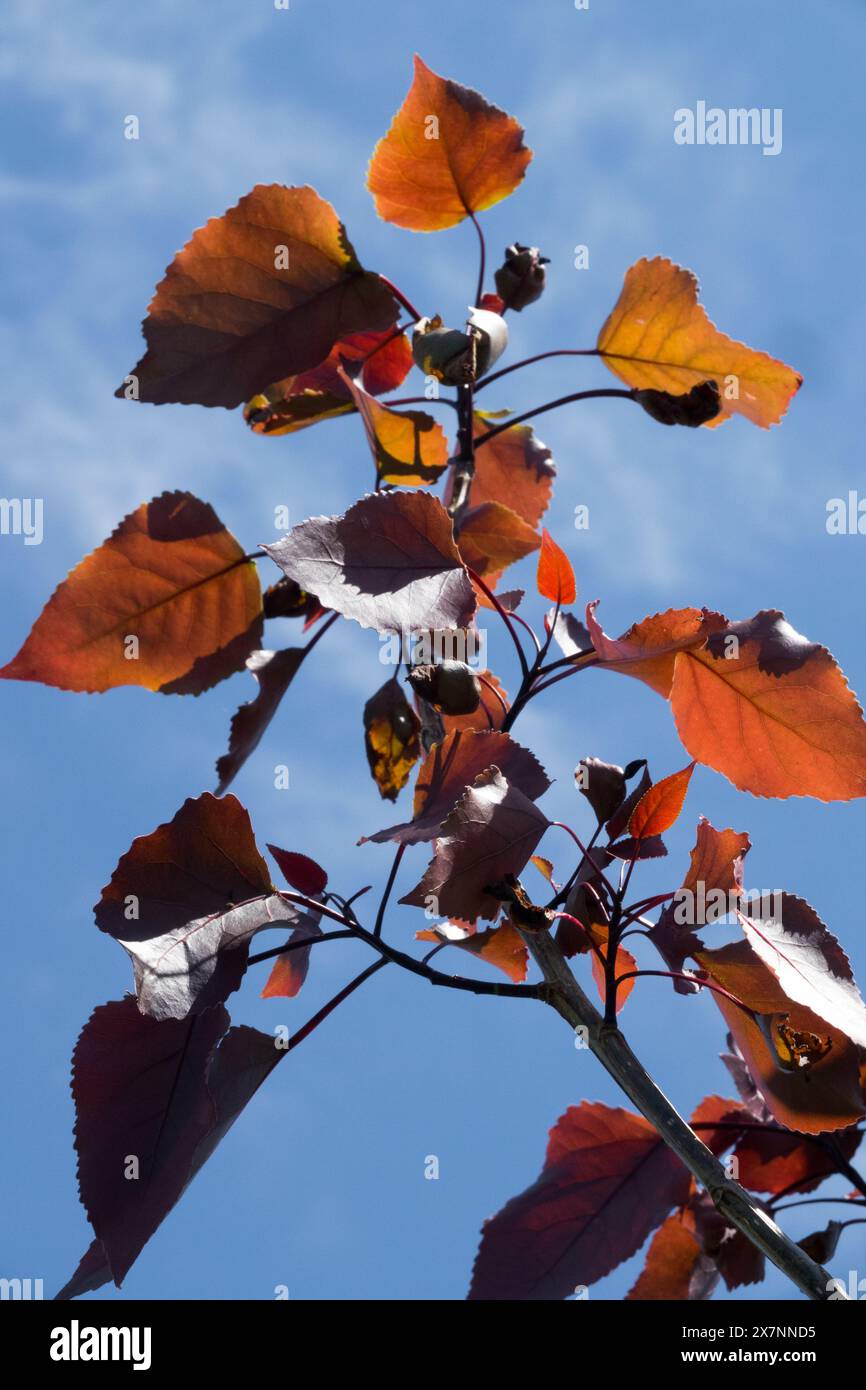 Eastern Cottonwood Populus deltoides "Purple Tower Stock Photo - Alamy