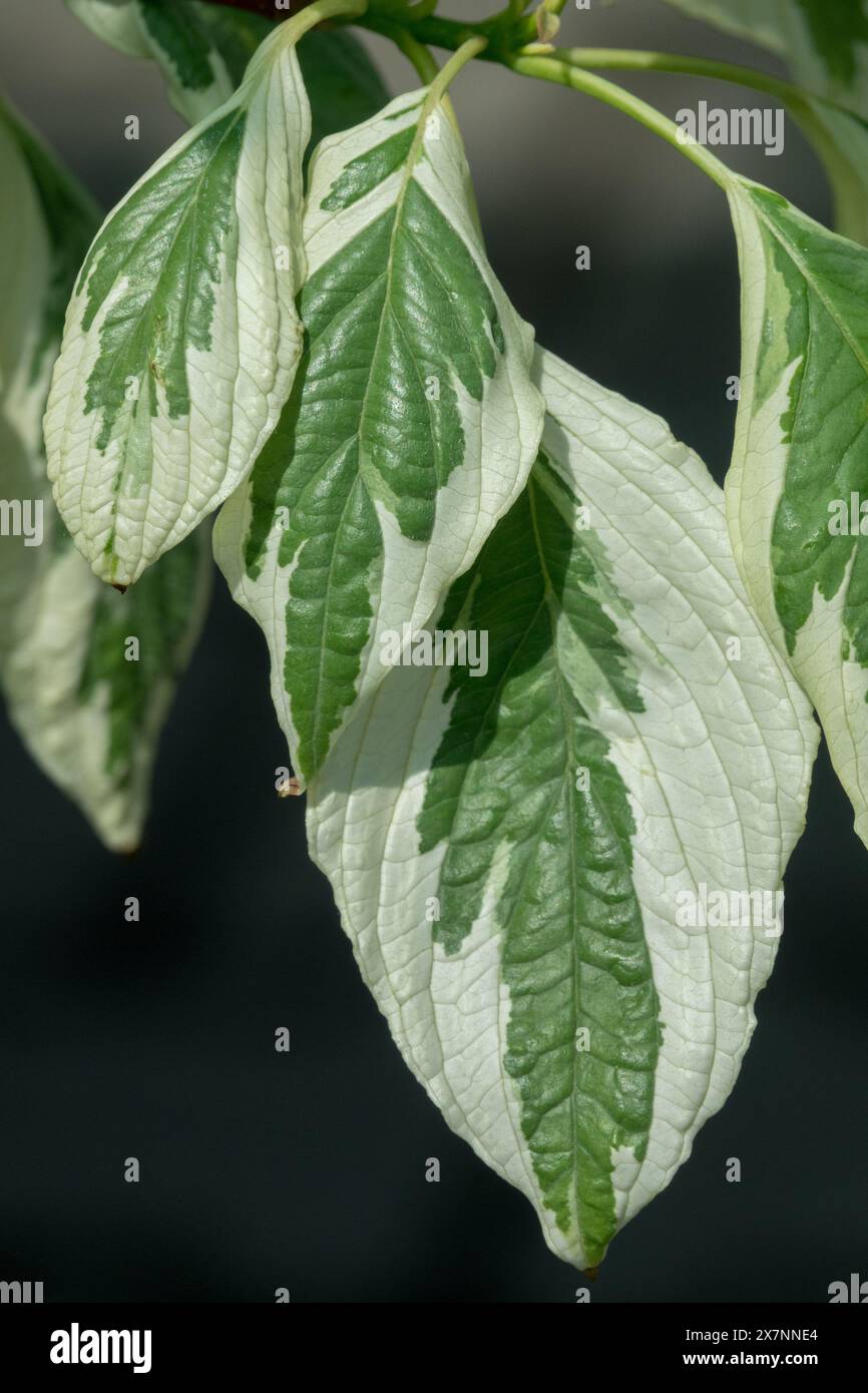 Variegated Giant Dogwood, Cornus controversa "Variegata" Leaf Stock ...