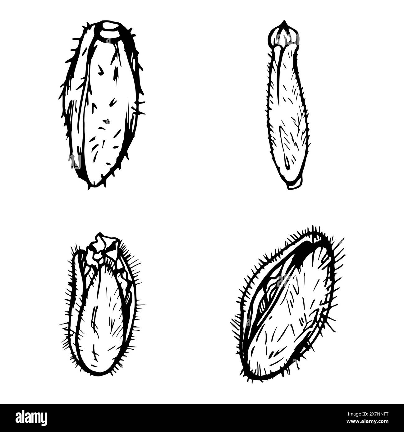Vector set of elements with hand drawn peony poppy seed pods, buds ...
