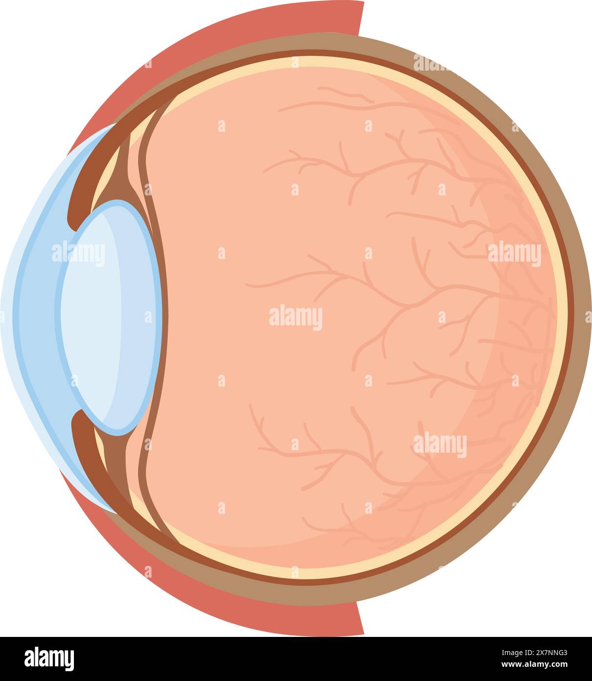 Detailed vector illustration of a human eye crosssection showing ...