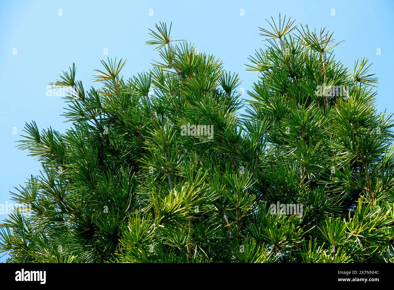 Japanese Umbrella Pine Sciadopitys verticillata Tree Parasol Fir Stock ...