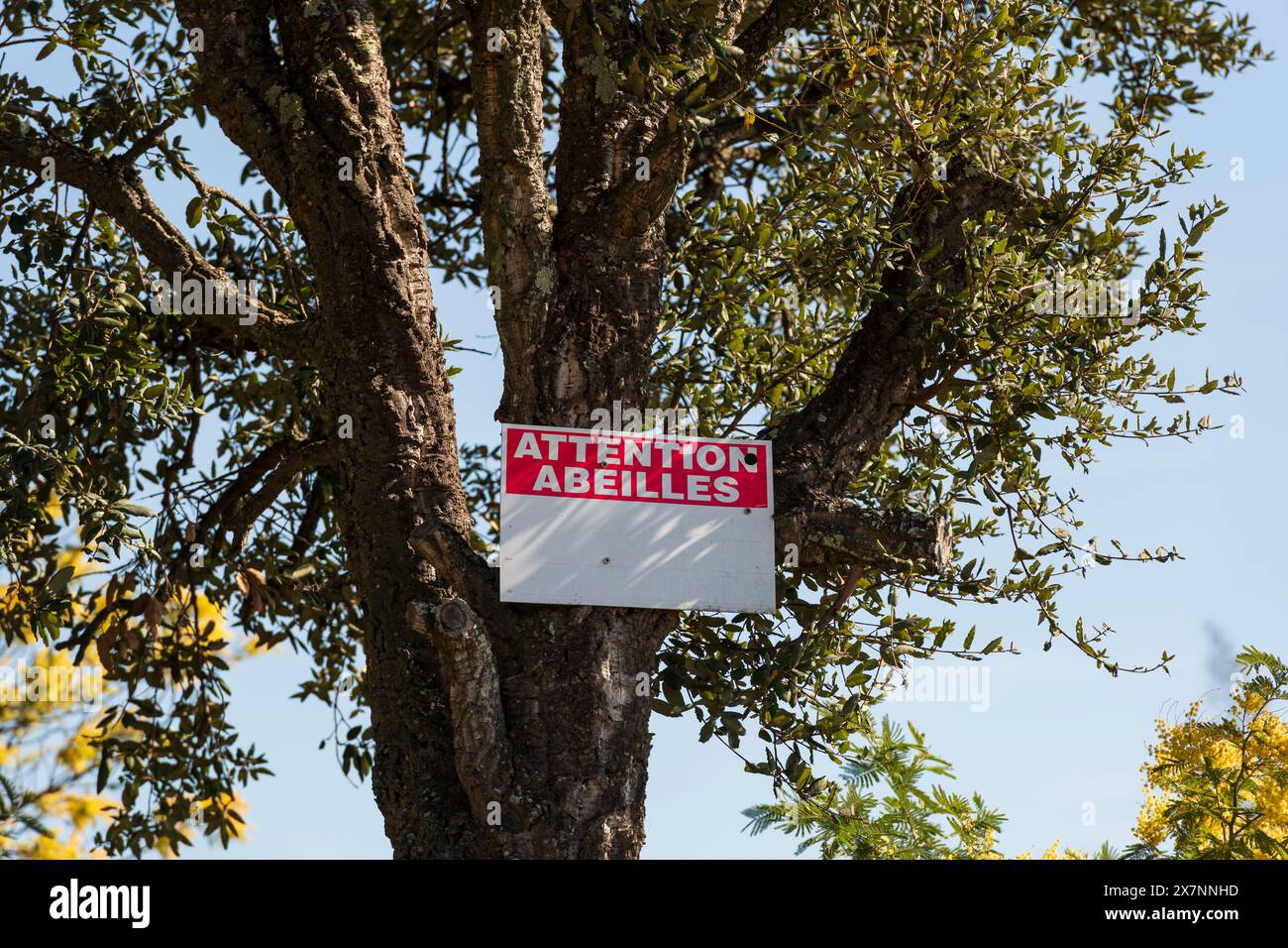 Warning sign on a tree in French 'Be careful, bees', indicating a ...