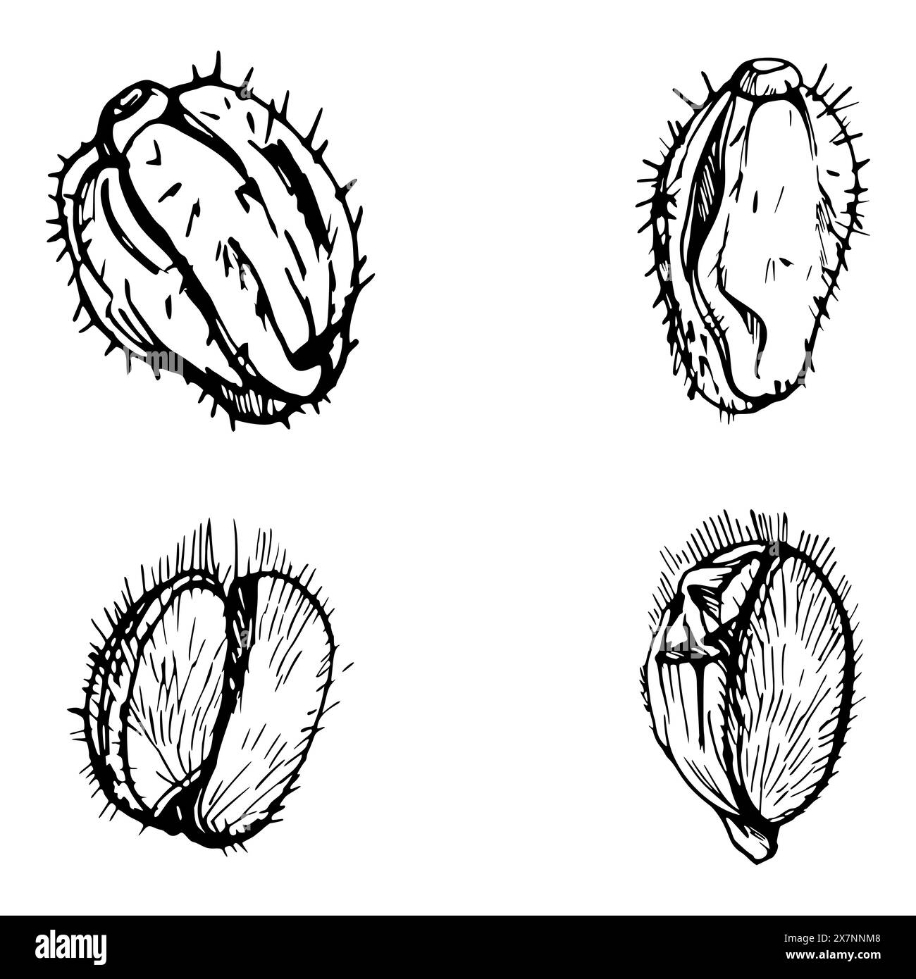 Vector set of elements with hand drawn peony poppy seed pods, buds ...
