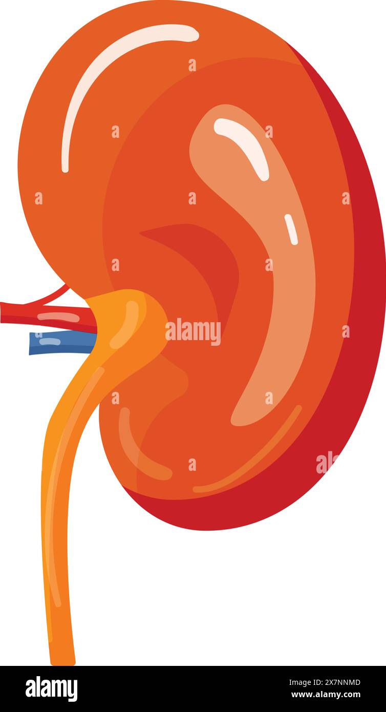 Detailed vector illustration of a human kidney with visible arteries ...