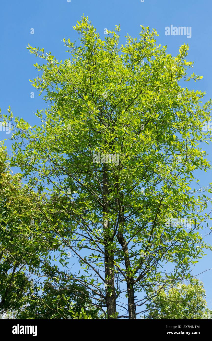 Nyssa sylvatica tupelo branch hi-res stock photography and images - Alamy