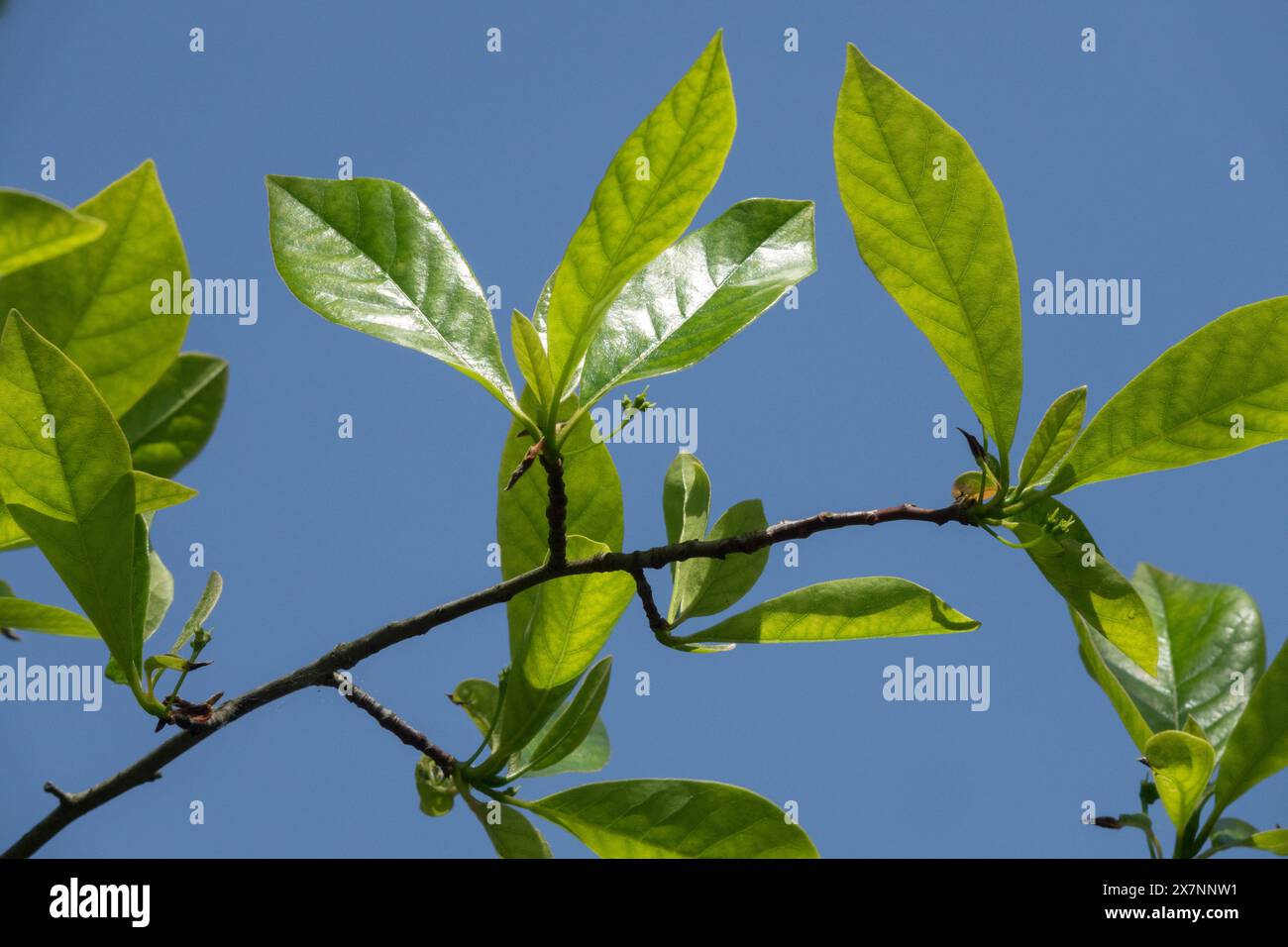 Nyssa sylvatica spring hi-res stock photography and images - Alamy