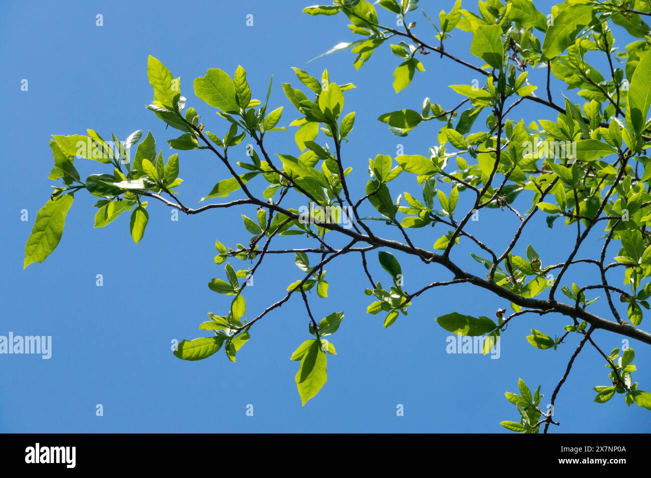 Sour Gum, Nyssa sylvatica Leaves Branch Black Tupelo, Black Gum Stock ...