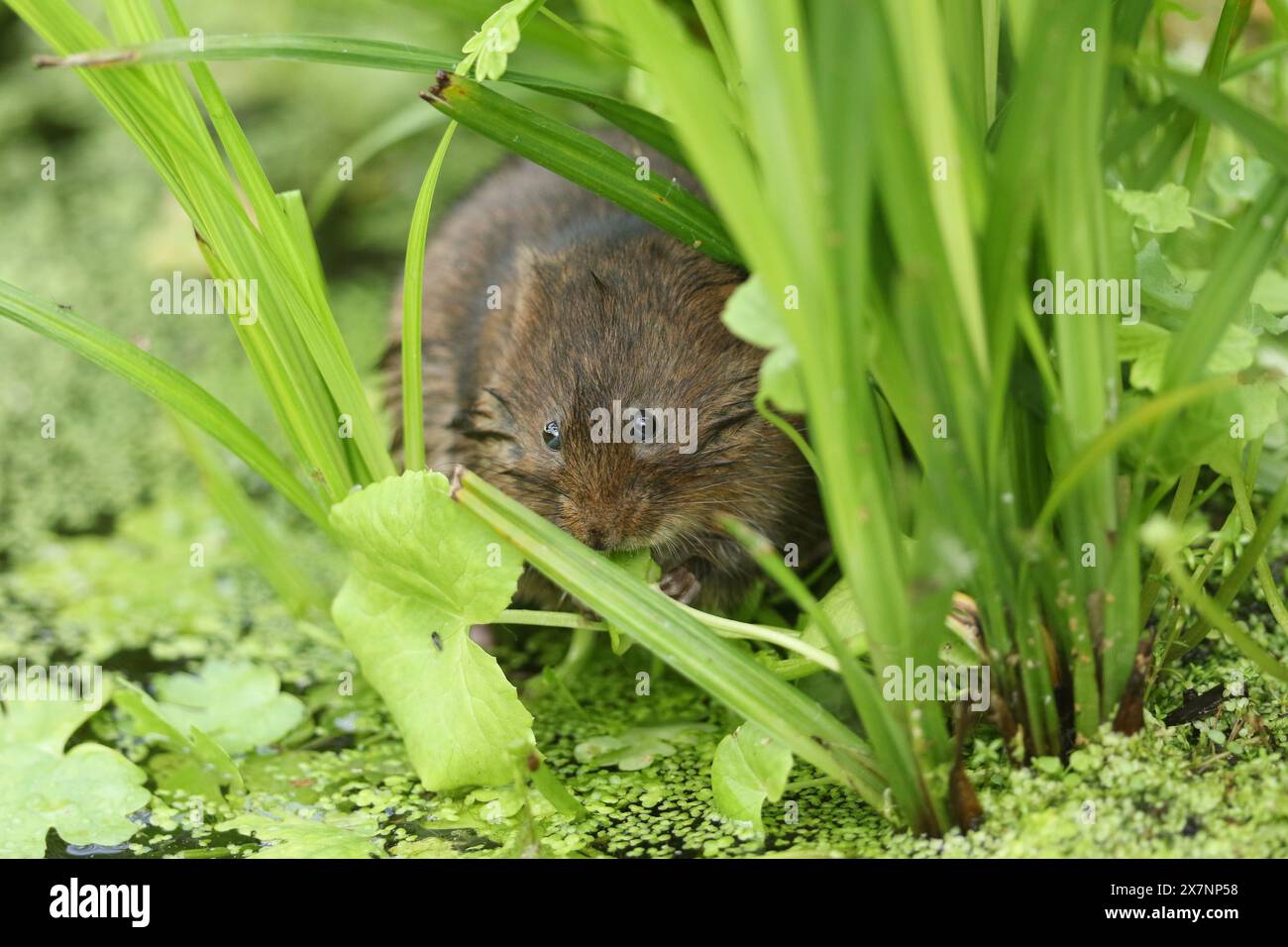 An endangered Water Vole, Arvicola amphibius, hidden in the reeds at ...