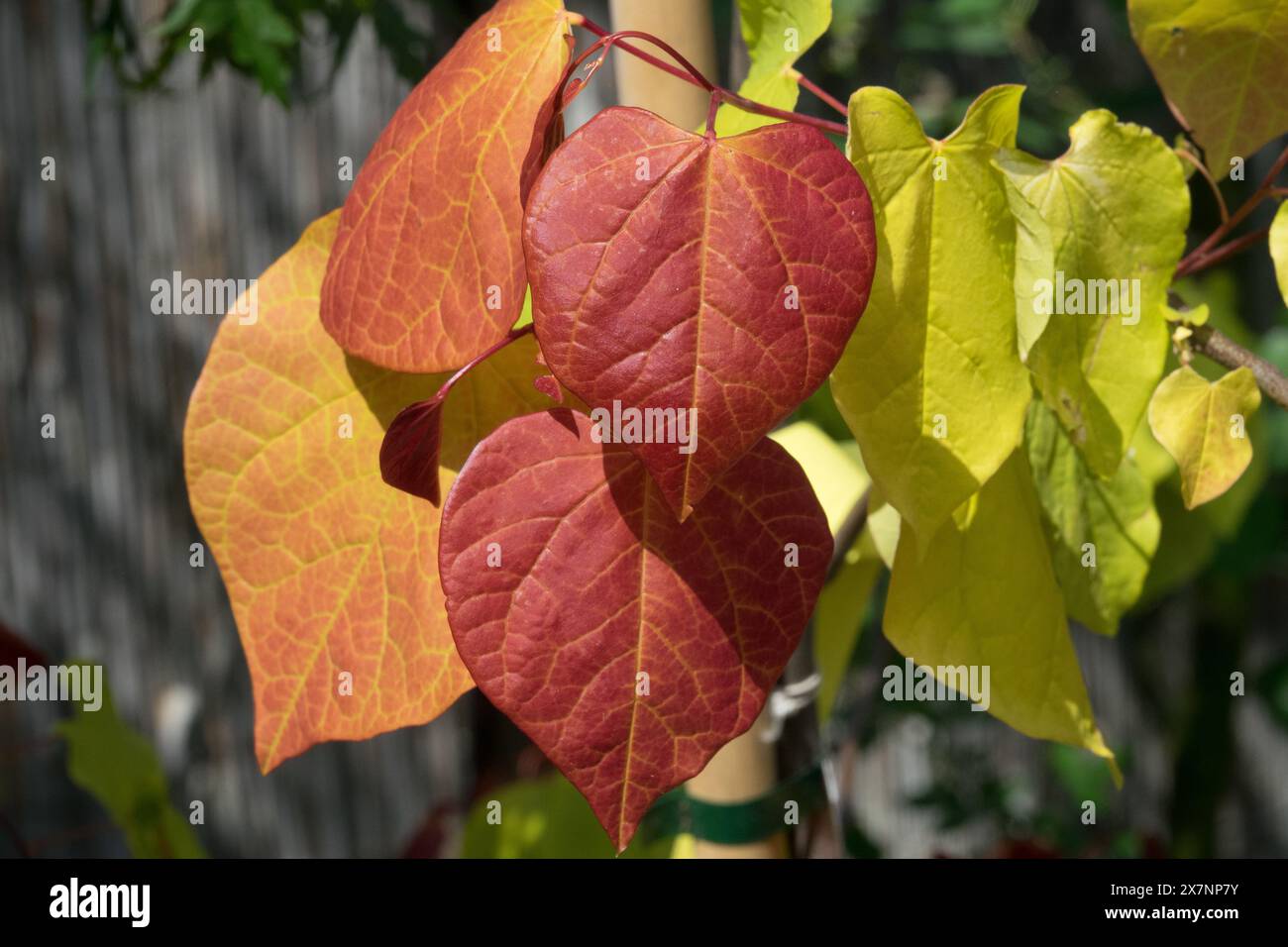 Cercis canadensis flame thrower hi-res stock photography and images - Alamy
