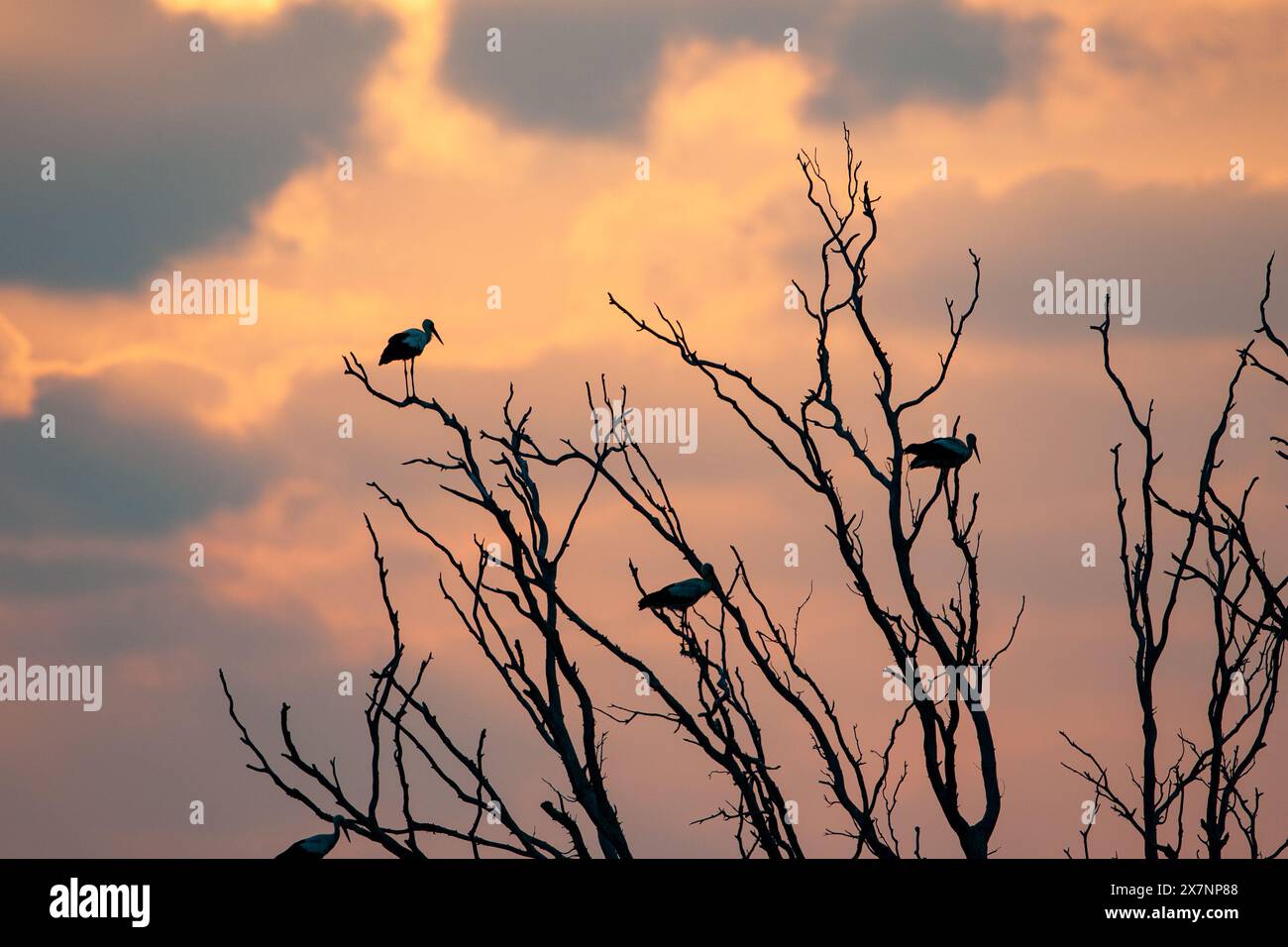 White storks flock roosting in hi-res stock photography and images - Alamy