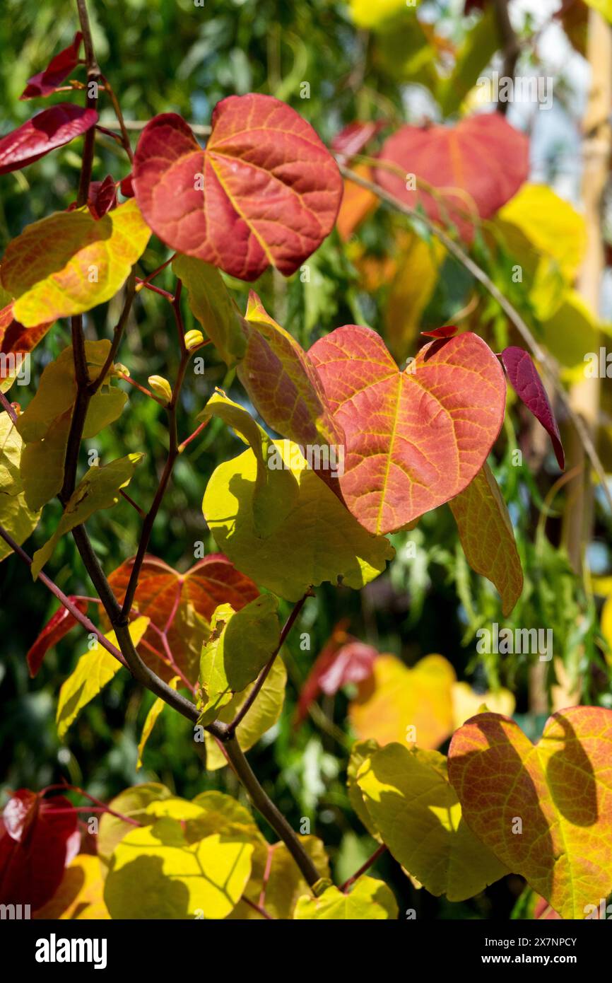 Cercis canadensis flame thrower hi-res stock photography and images - Alamy