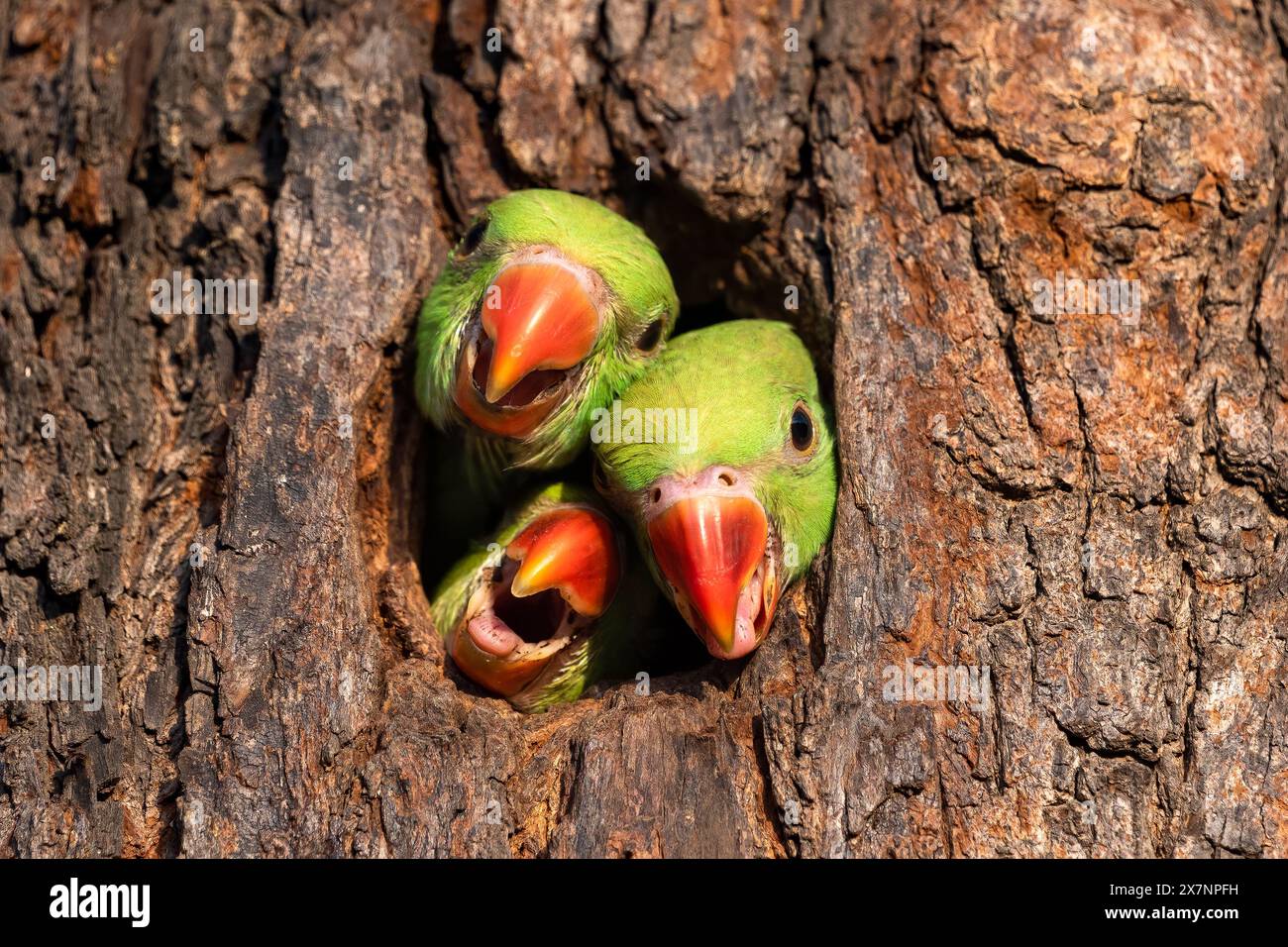 Trying to fit three parrot heads through a round hole CHANDIGARH, INDIA ...