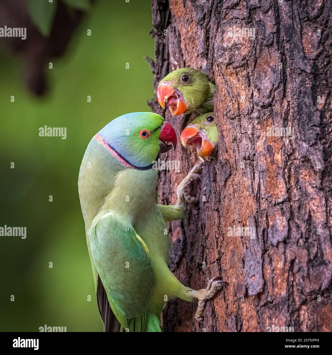 The male parrot feeds his young CHANDIGARH, INDIA HILARIOUS IMAGES show ...
