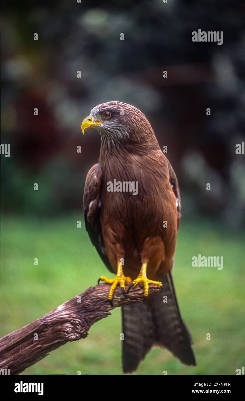 Yellow Billed Kite (milvus aegyptius Stock Photo - Alamy