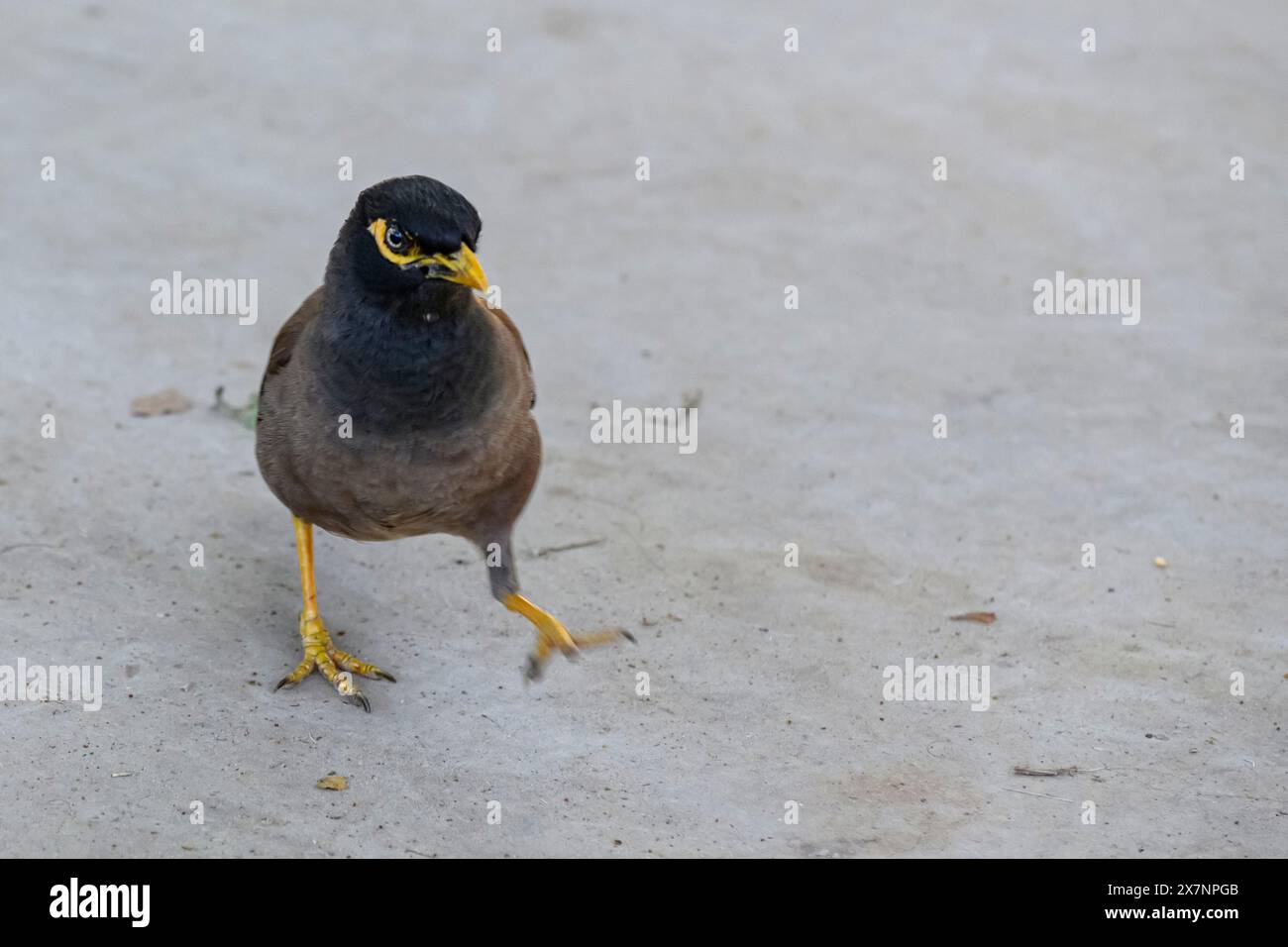 Common myna (or Indian Myna Acridotheres tristis). This bird is native ...