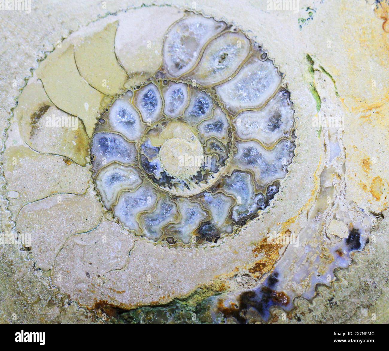 ammonite fossil texture as very nice natural background Stock Photo - Alamy