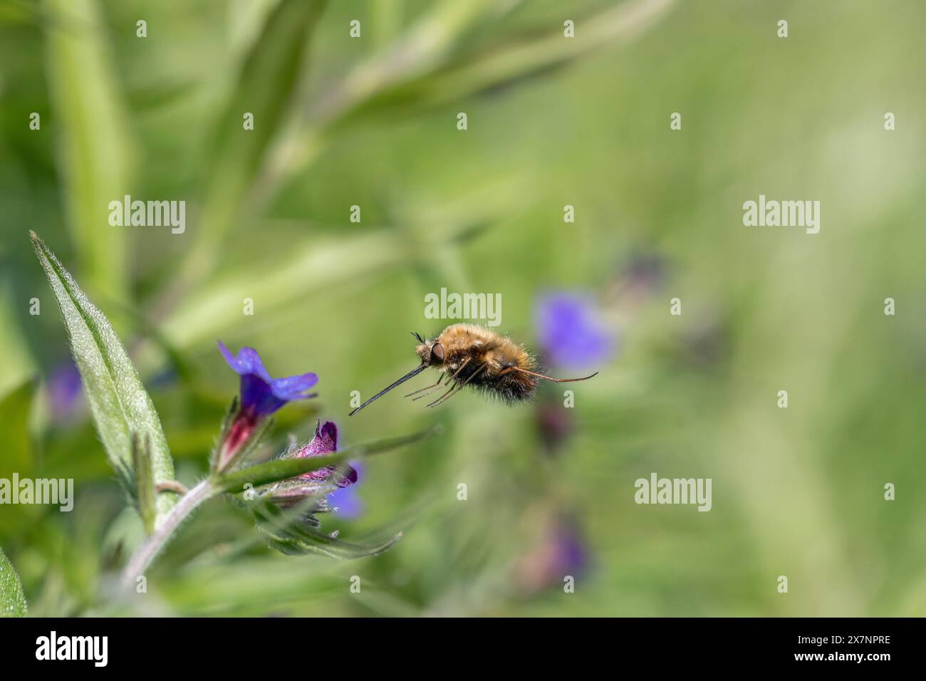 Dotted Bee Fly; Bombylius discolor; Flight; UK Stock Photo - Alamy