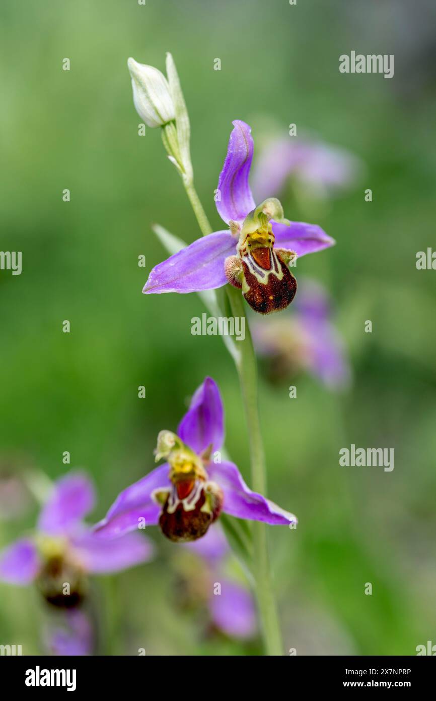 Bee Orchid; Ophrys apifera; Cantabria; Spain Stock Photo - Alamy