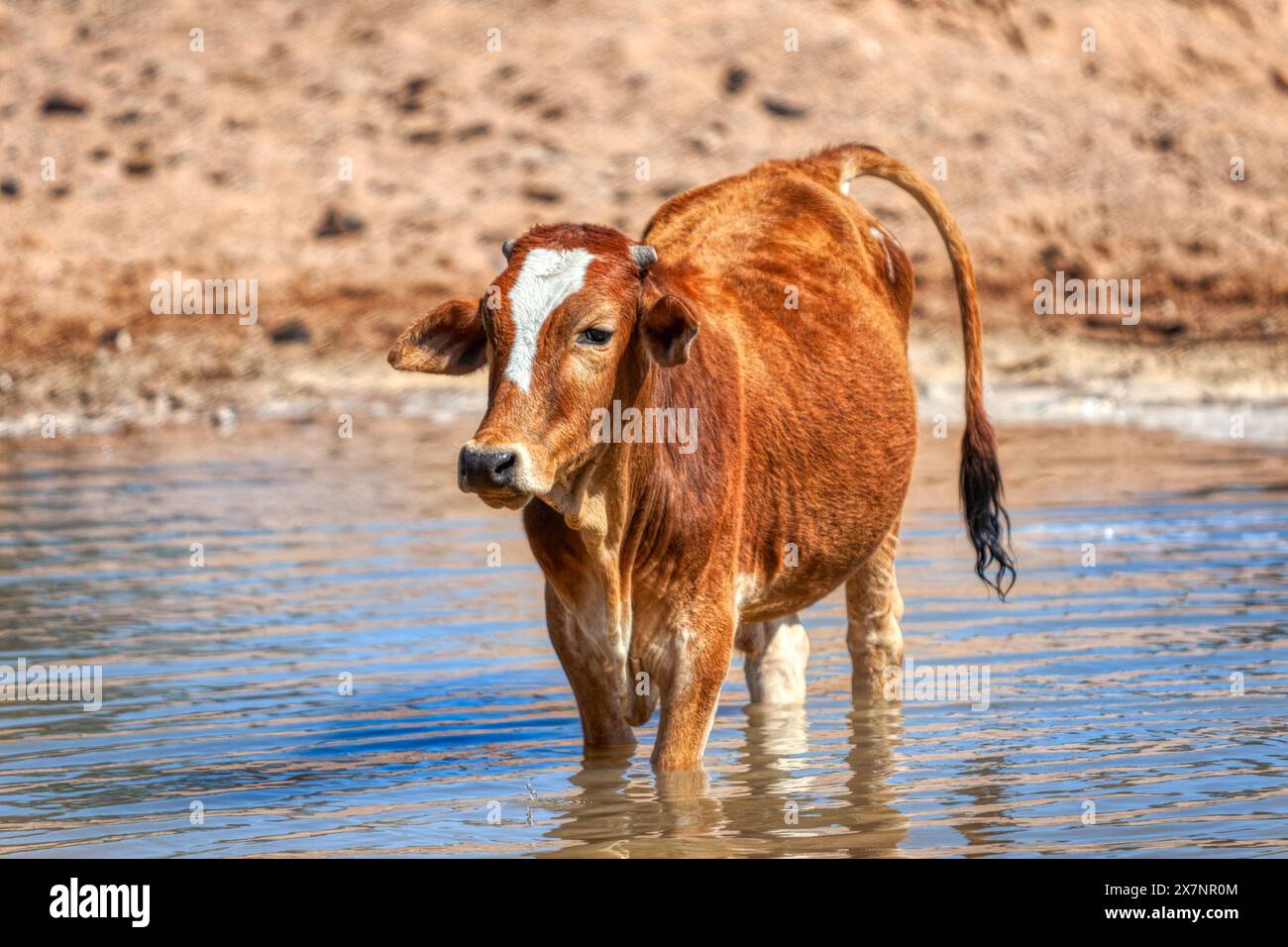 africa single cow cattle drinking water at the waterhole Stock Photo ...