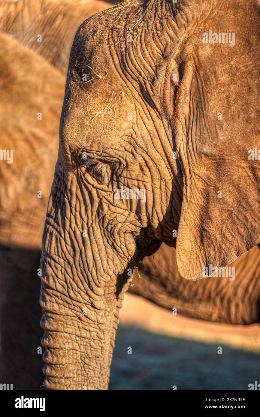 Portrait single african elephant hi-res stock photography and images ...