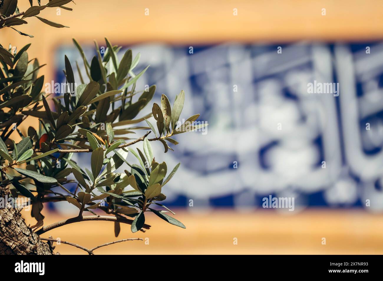 Olive tree and mosque in the background Stock Photo - Alamy