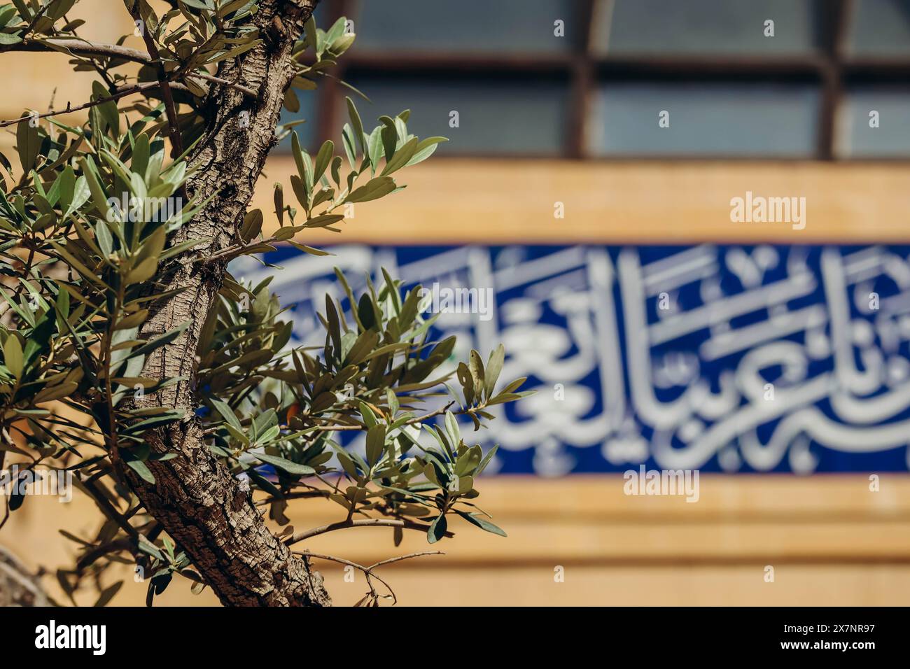 Olive tree and mosque in the background Stock Photo - Alamy