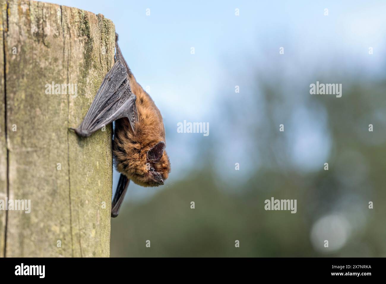 Common Pipistrelle Bat; Pipistrellus pipistrellus; UK Stock Photo - Alamy