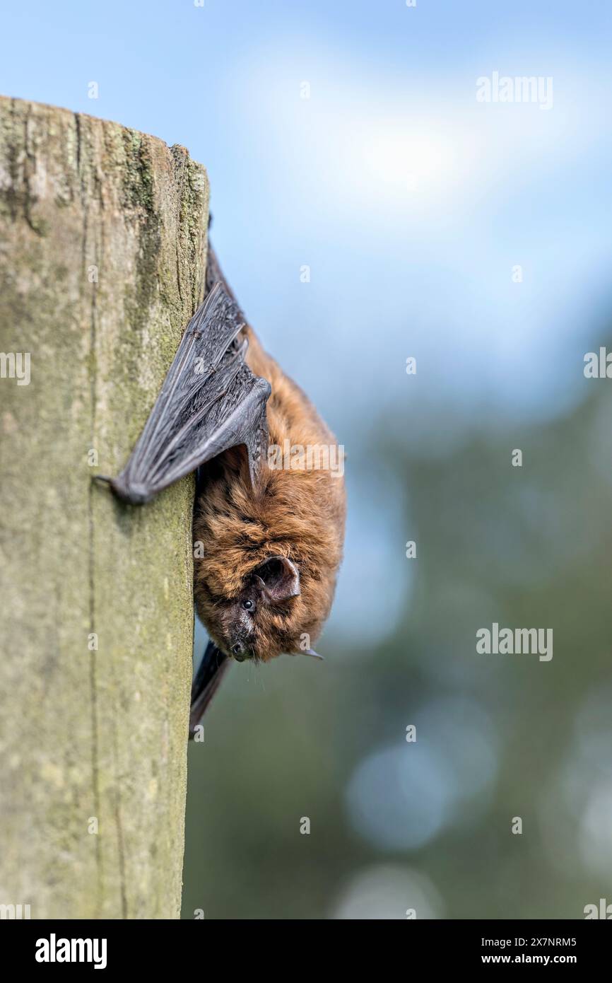 Common Pipistrelle Bat; Pipistrellus pipistrellus; UK Stock Photo - Alamy