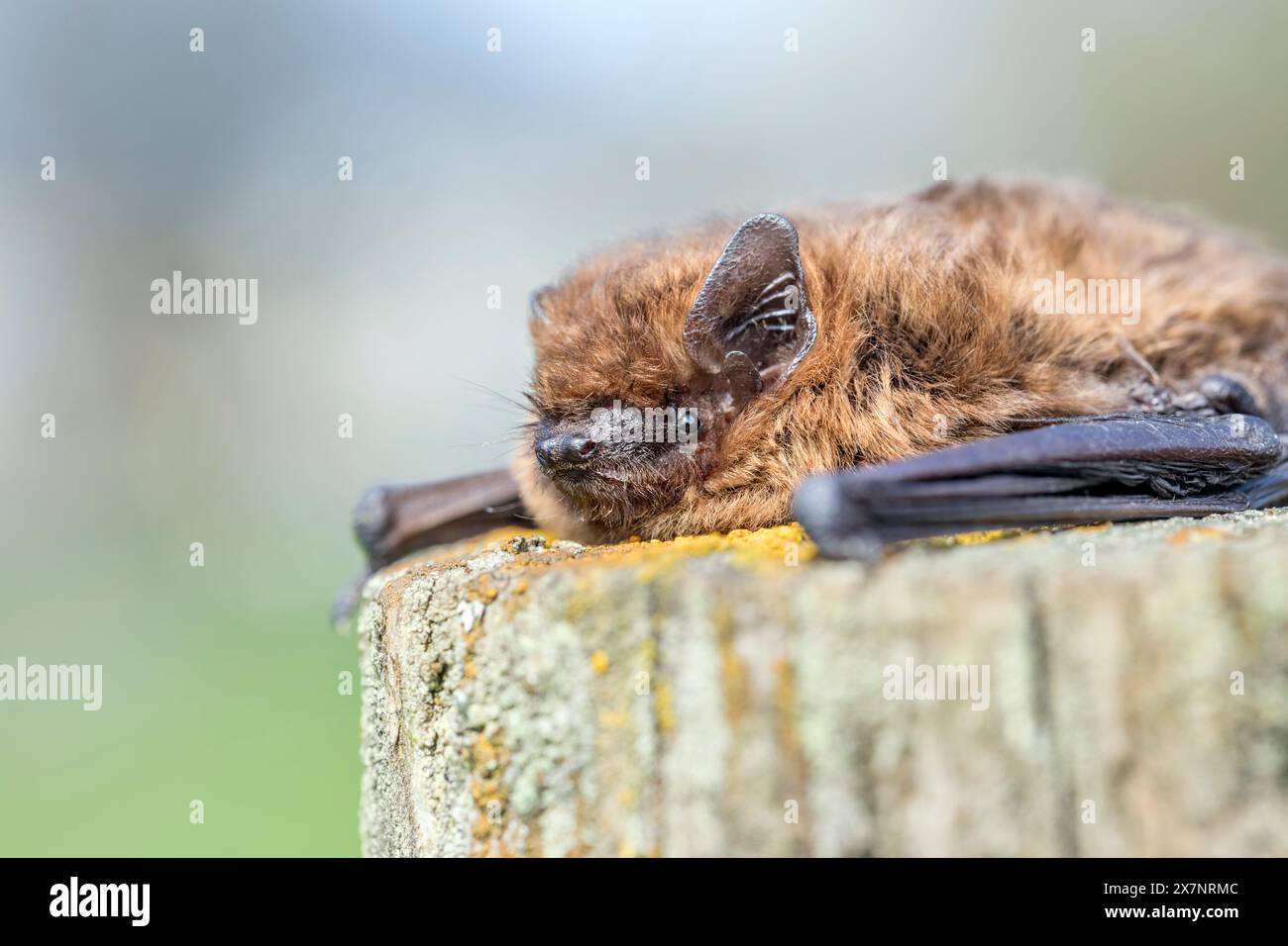 Common Pipistrelle Bat; Pipistrellus pipistrellus; UK Stock Photo - Alamy