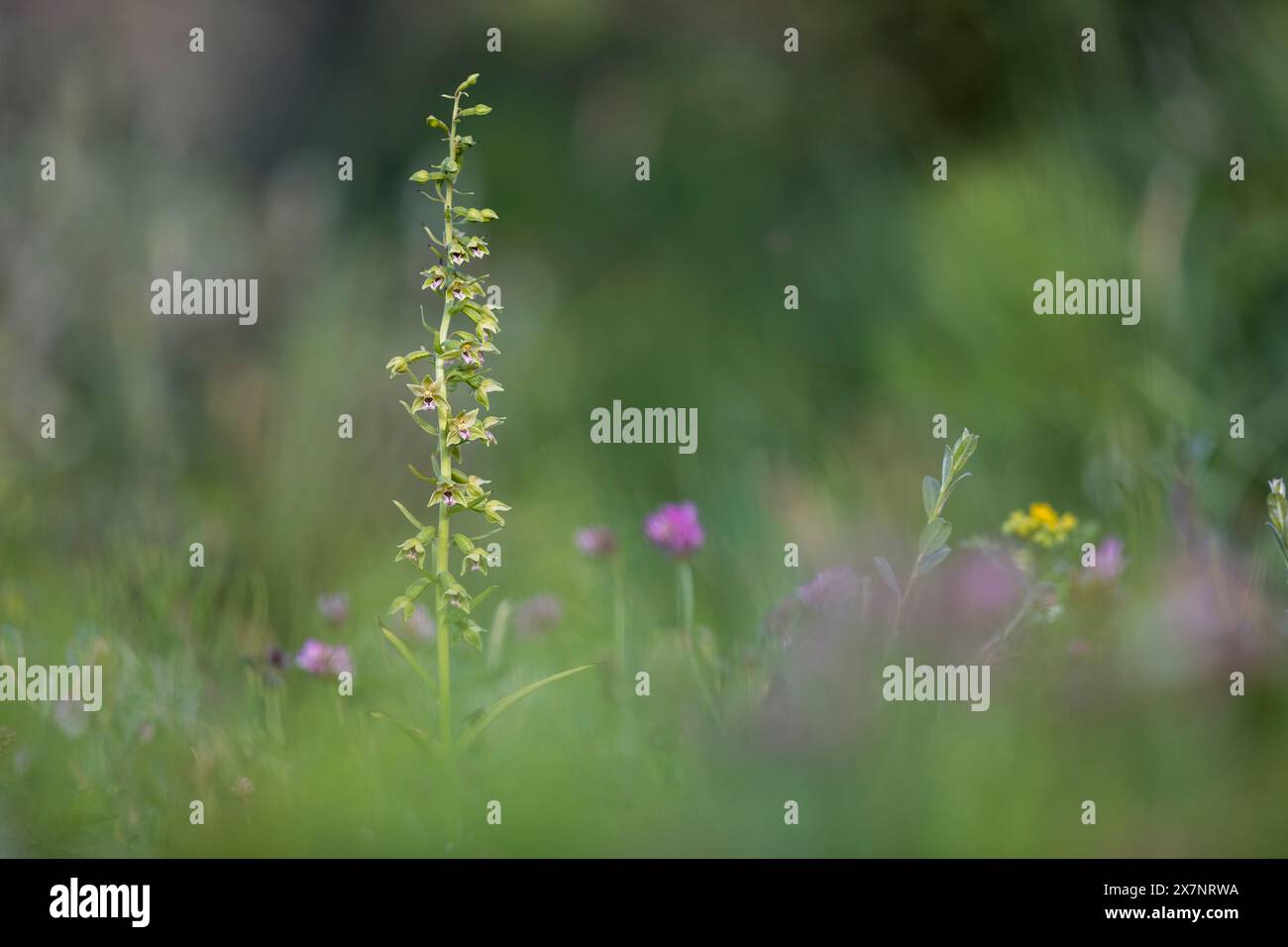 Dune Helleborine; Epipactis dunensis; Flowering; UK Stock Photo - Alamy