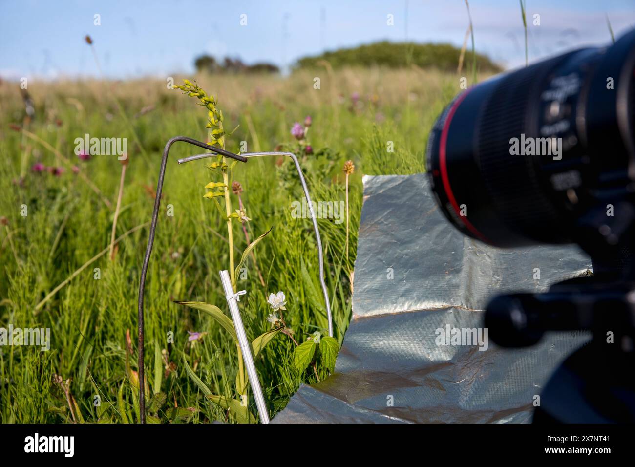 Dune Helleborine; Epipactis dunensis; Photography; UK Stock Photo - Alamy