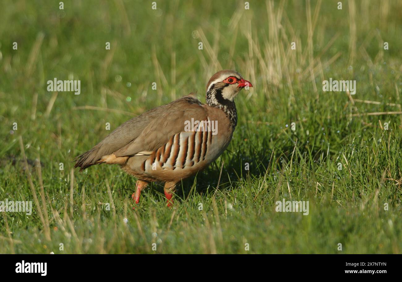 A Red-legged Partridge, Alectoris rufa, walking along the edge of a ...