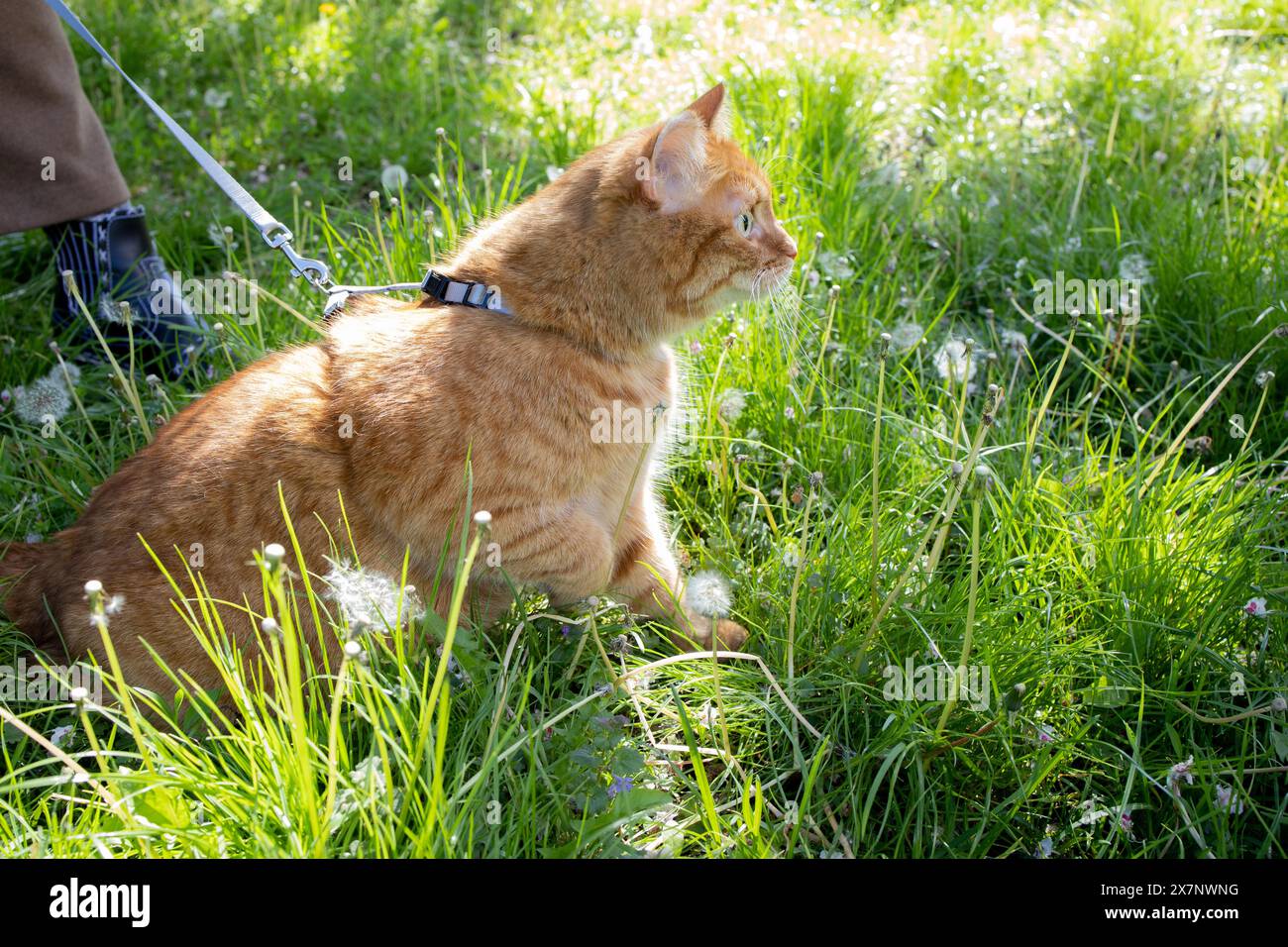Domestic cute ginger cat walking in green grass Stock Photo - Alamy