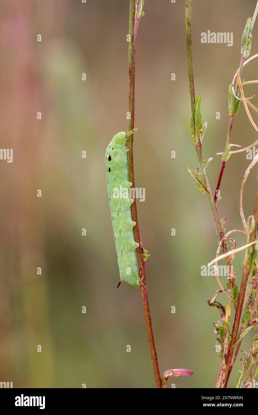 Elephant Hawk-Moth Larva; Deilephila elpenor; on Willowherb; UK Stock ...