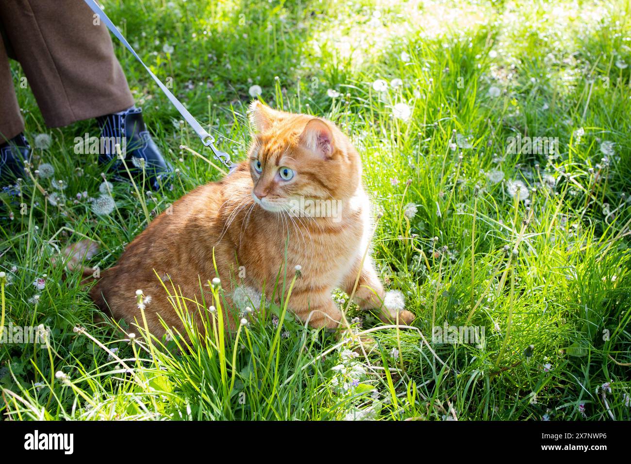 Domestic cute ginger cat walking in green grass Stock Photo - Alamy