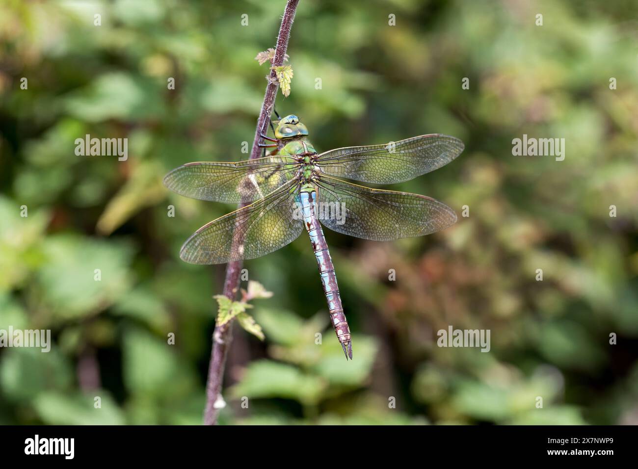 Dragonfly male insect wildlife hi-res stock photography and images - Alamy