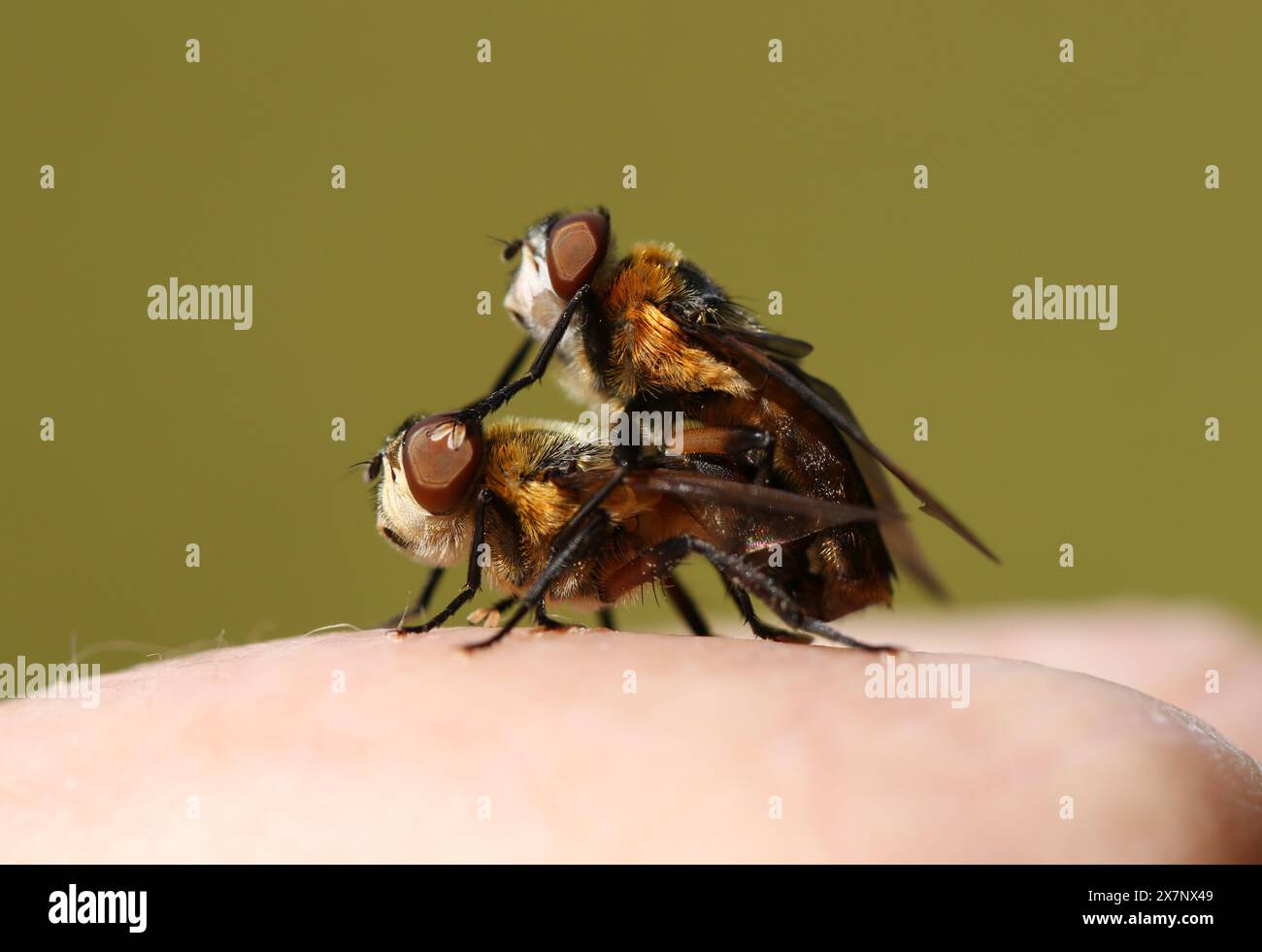 A mating pair of Tachinid Fly, Phasia hemiptera, on a persons finger ...