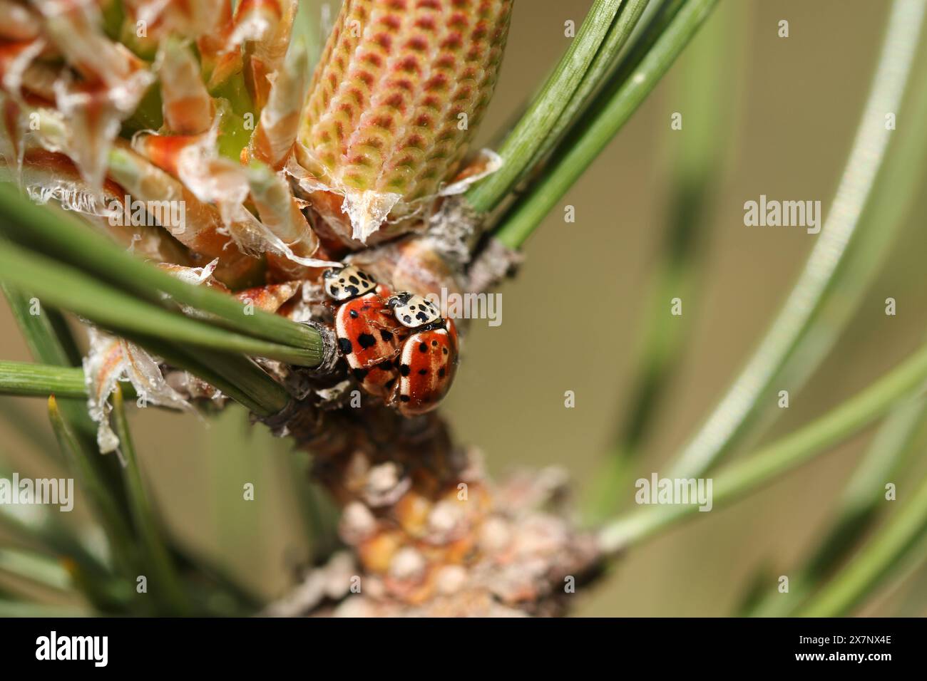 A mating pair of Cream-streaked Ladybird, Harmonia quadripunctata, on a ...
