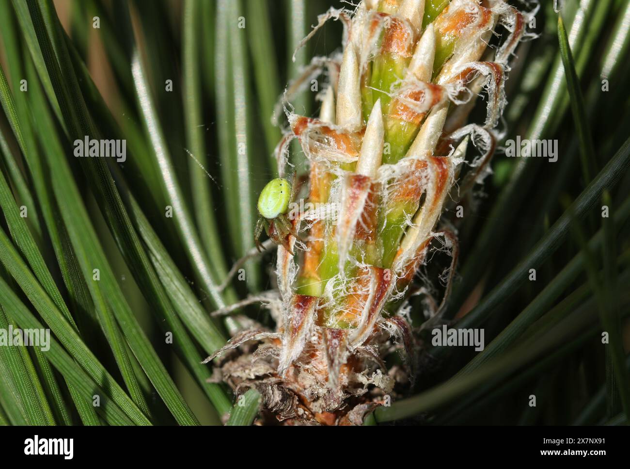 A hunting Cucumber Spider, Araniella, on the flowers of a Pine Tree ...