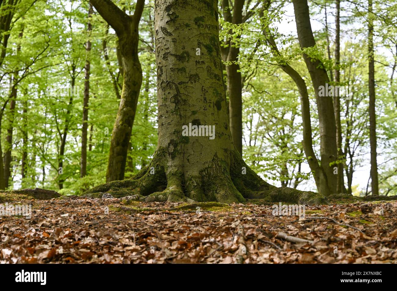 A larger girth tree with roots in a forest in spring Stock Photo - Alamy