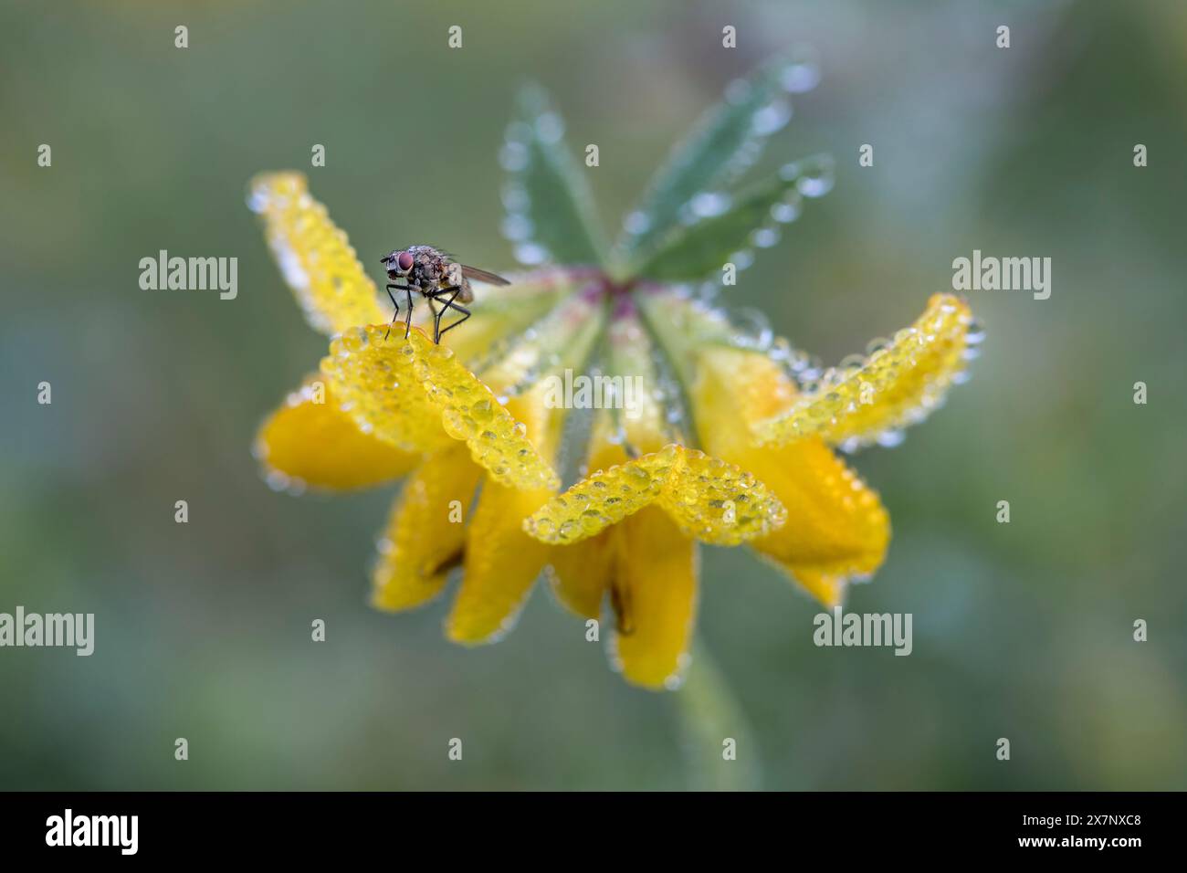 Birdsfoot Trefoil; Lotus corniculatus; Fly on a Flower; Dew; UK Stock ...
