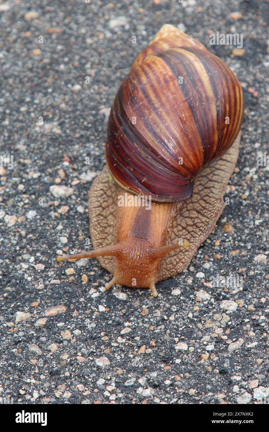 Lissachatina immaculata hi-res stock photography and images - Alamy